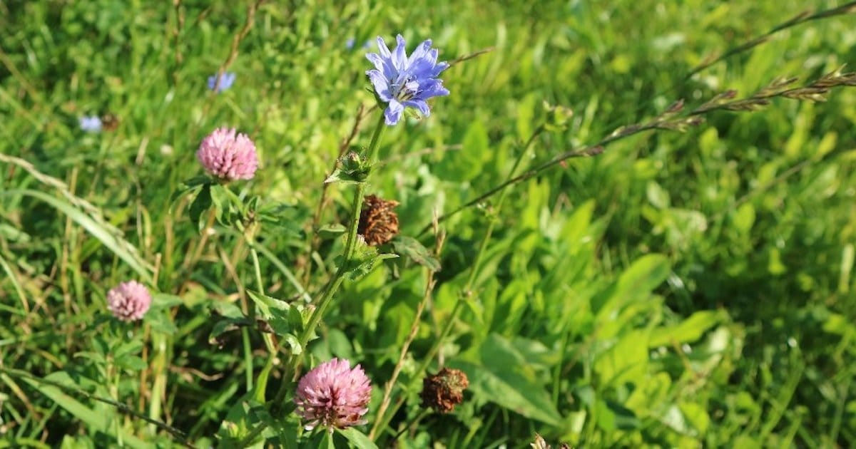 Sustainable Food Trust | Tythe